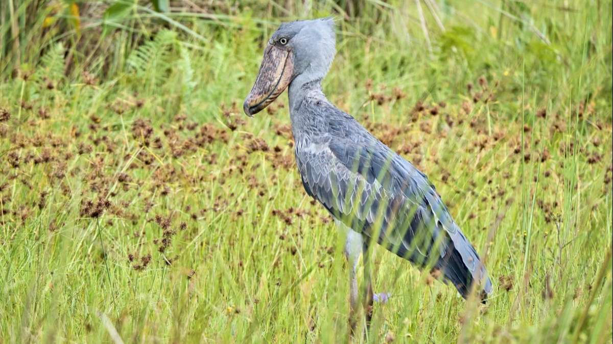 Entebbe Safari | Entebbe Travel Guide