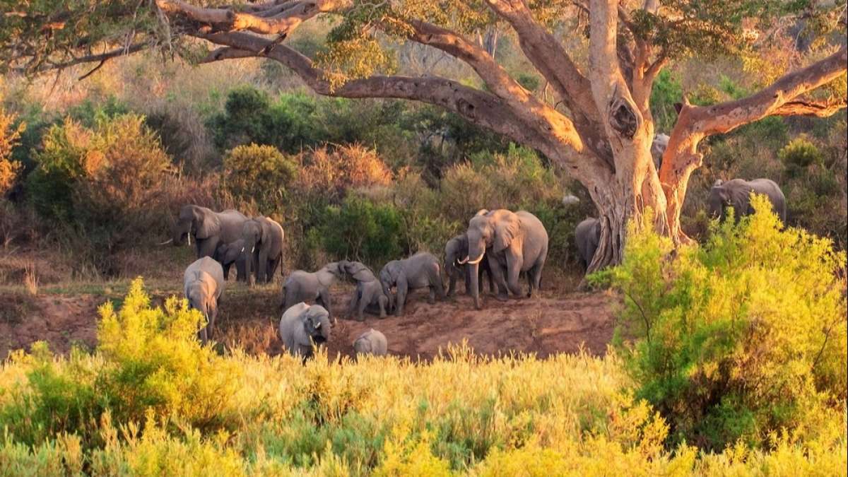 Balule Safari Tours | Balule Game Reserve Safaris