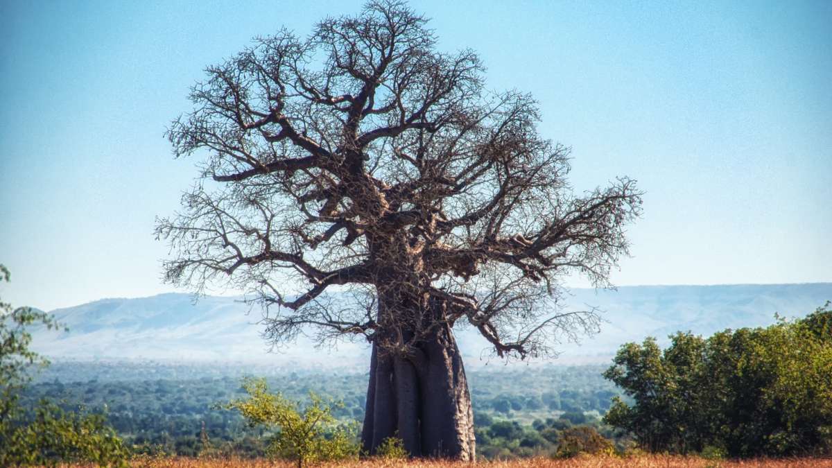 Budget Travel in Ruaha National Park | Safari Travel Guide