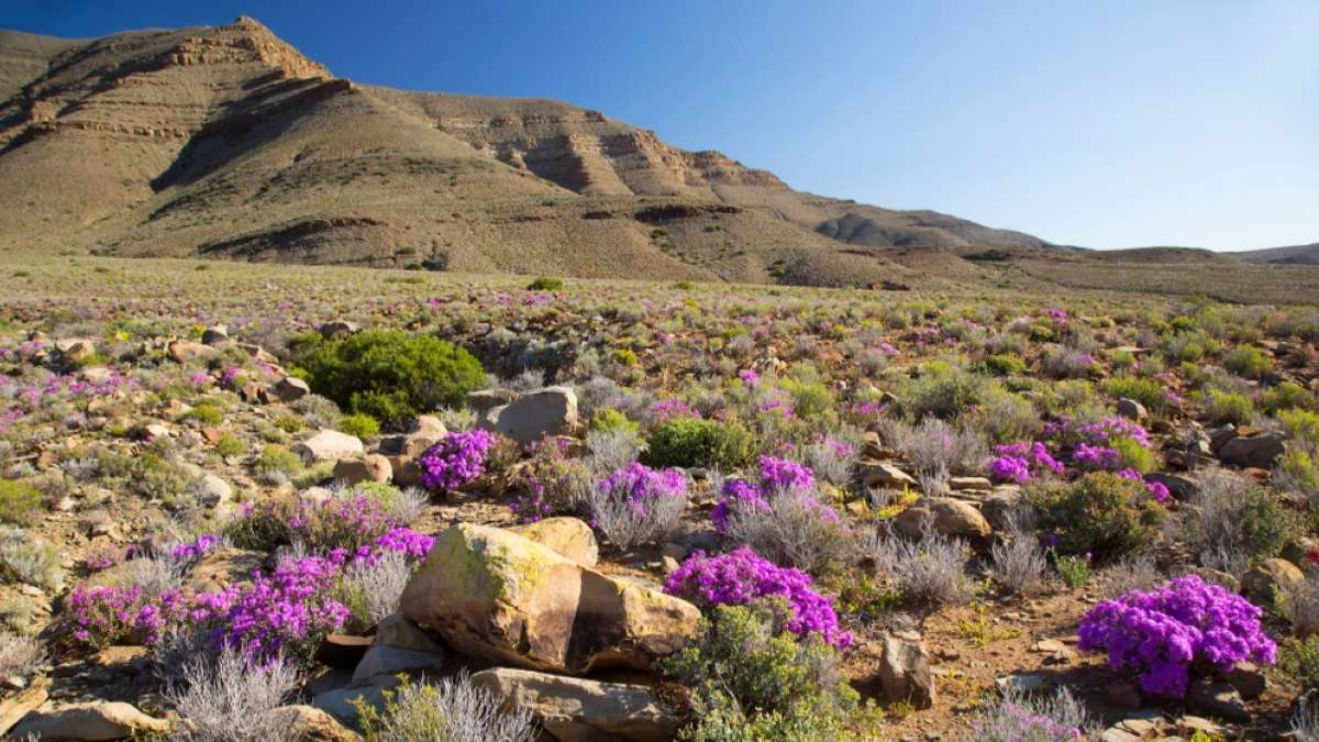 Budget Travel in Karoo | Safari Travel Guide