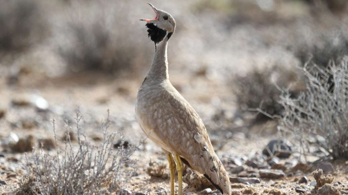Budget Travel in Karoo | Safari Travel Guide