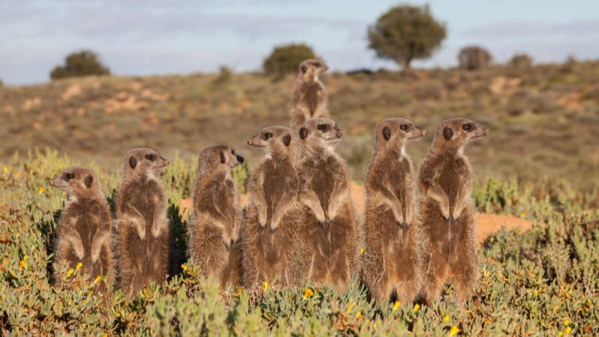 Budget Travel in Karoo | Safari Travel Guide