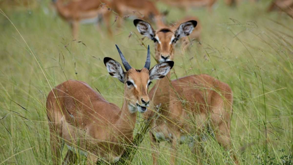 Budget Travel in Mikumi National Park | Safari Travel Guide