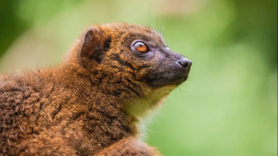 Guide to Andasibe National Park Madagascar