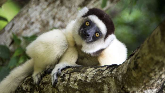 Guide to Andasibe National Park Madagascar